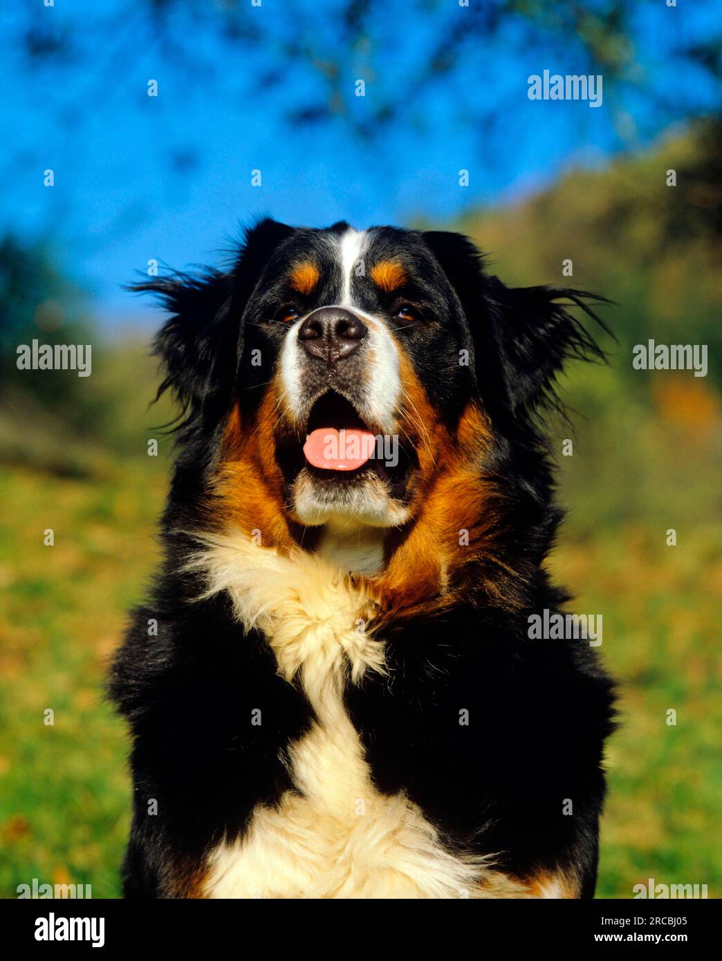Bernese cattle dog hi-res stock photography and images - Alamy