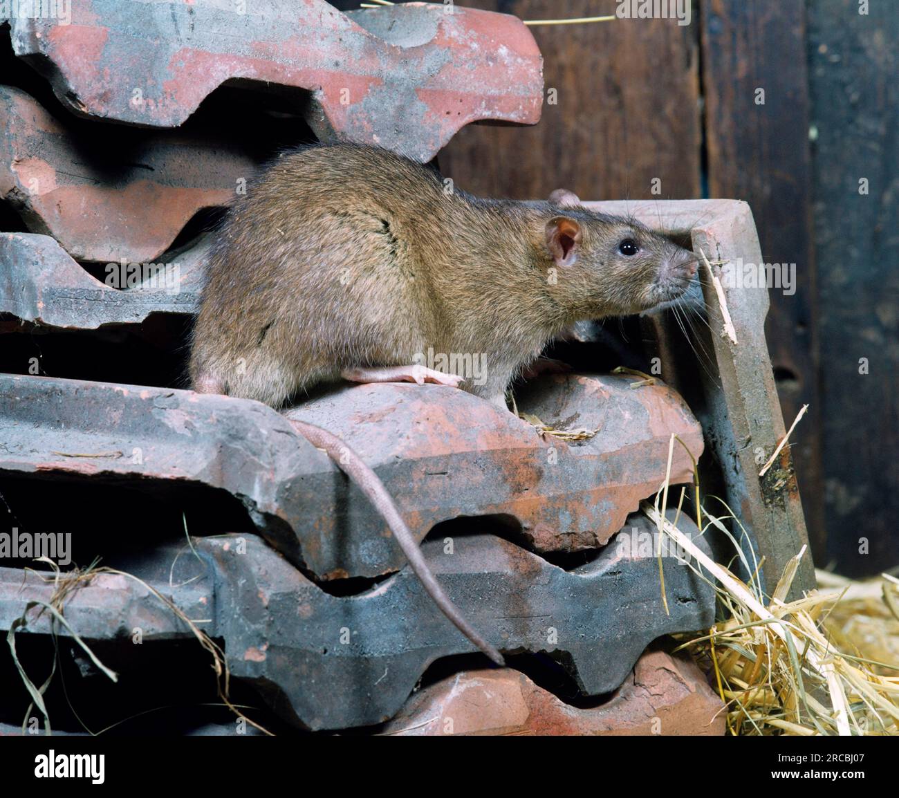 Brown Rat (Rattus norvegicus Stock Photo - Alamy