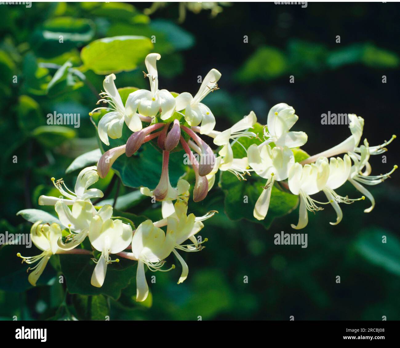 Italian Honeysuckle (Lonicera caprifolium), true honeysuckle, garden ...