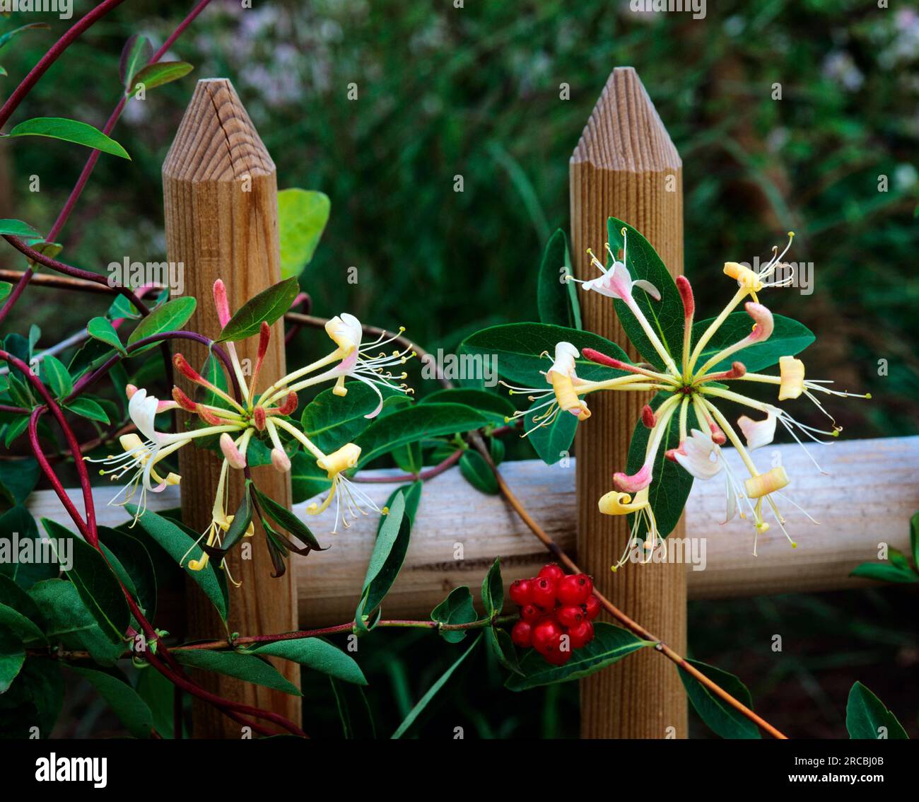 Italian Honeysuckle (Lonicera caprifolium), true honeysuckle, garden ...