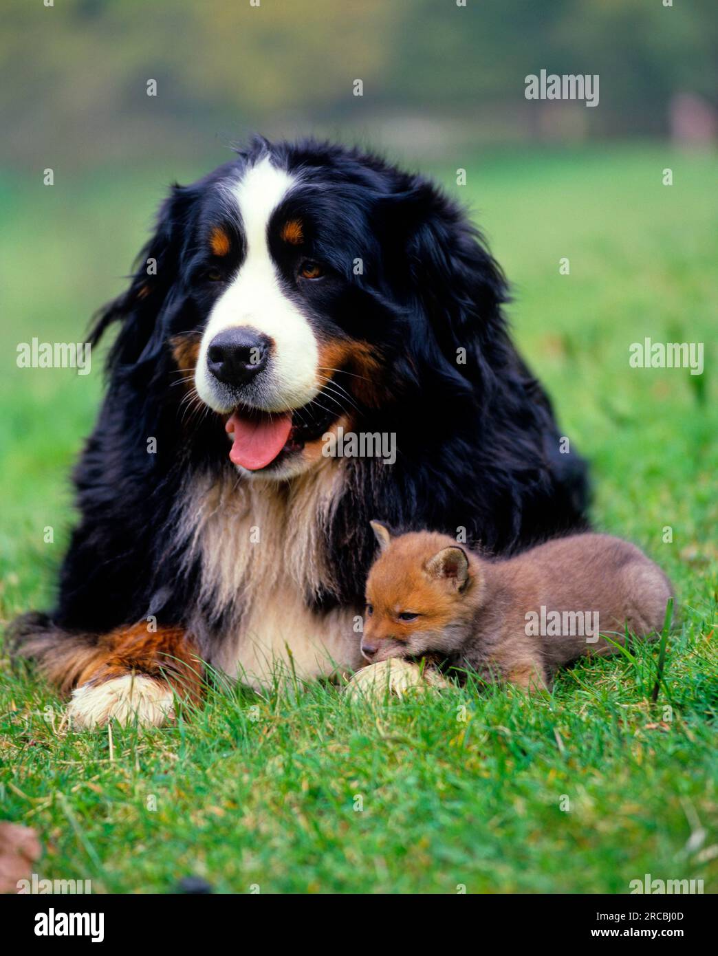 Bernese mountain dog and red fox (Vulpes vulpes), young animal Stock ...