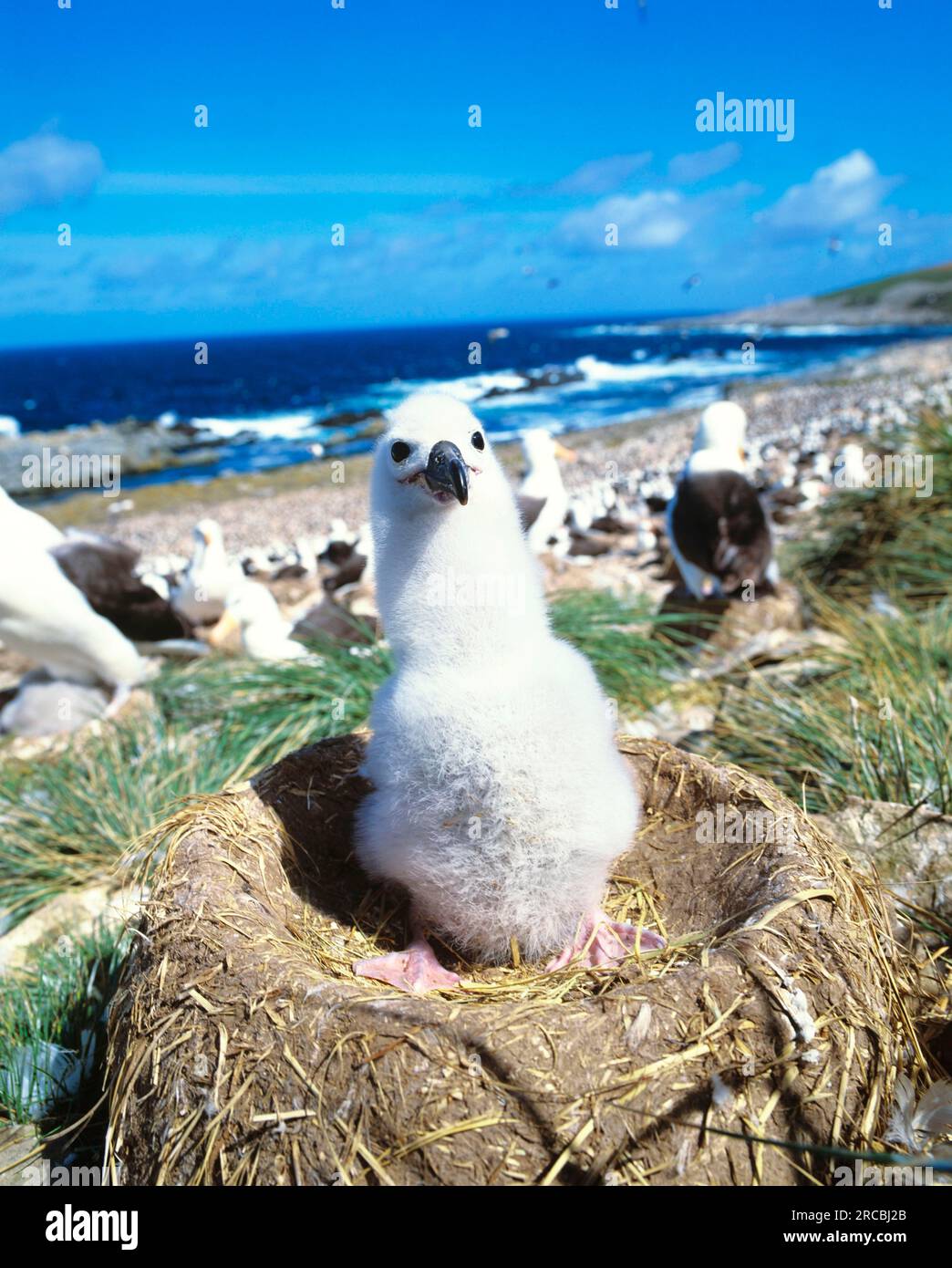 Black-browed albatross (Diomedea melanophris) (Thalassarche melonophris ...