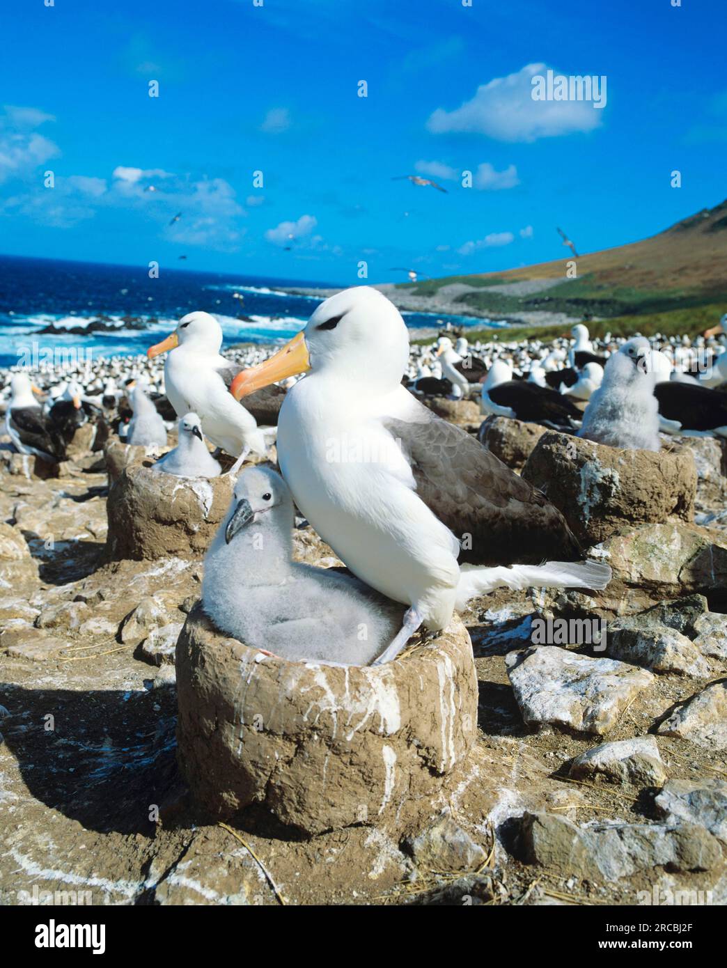 Cute black browed albatross hi-res stock photography and images - Alamy