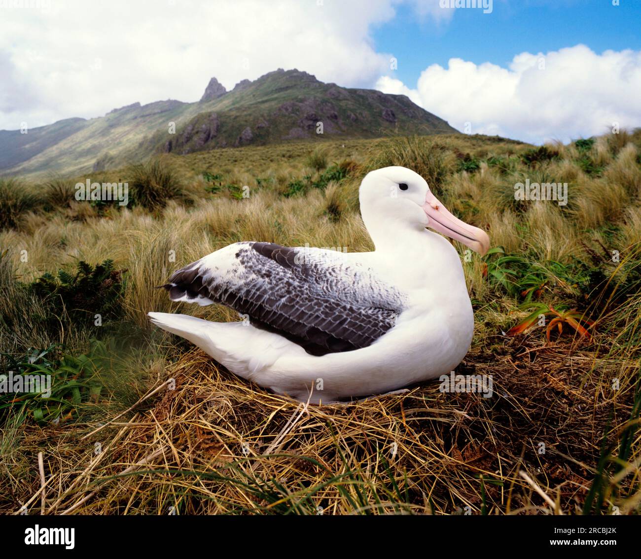 Southern royal albatross on Nest (Diomedea epomophora), Southern royal ...