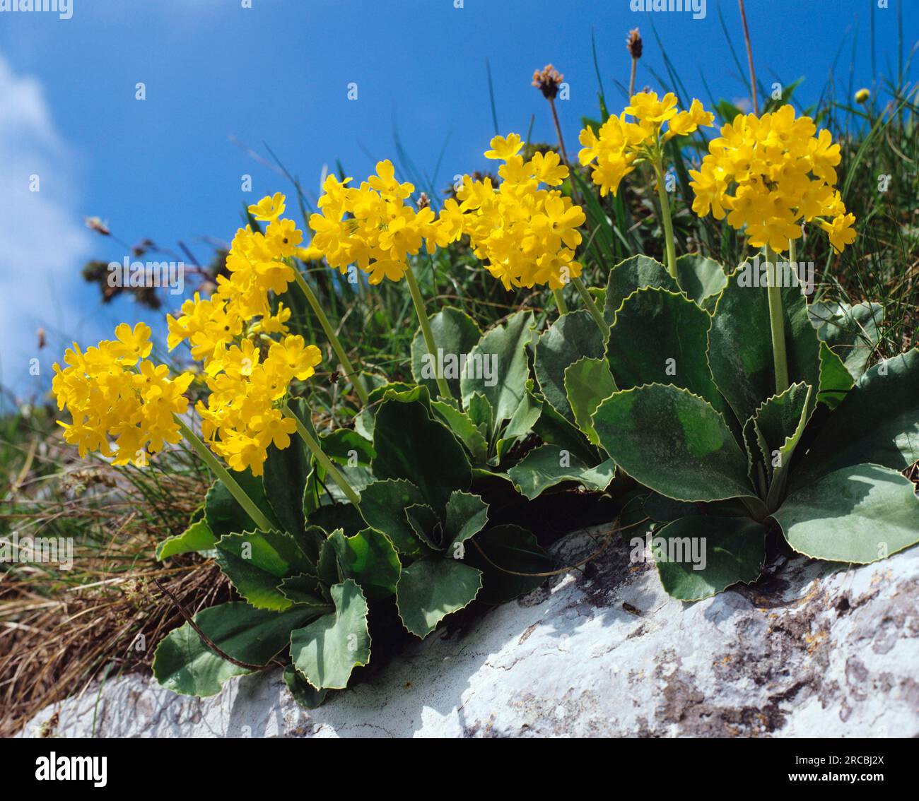 Flea flower hi-res stock photography and images - Alamy