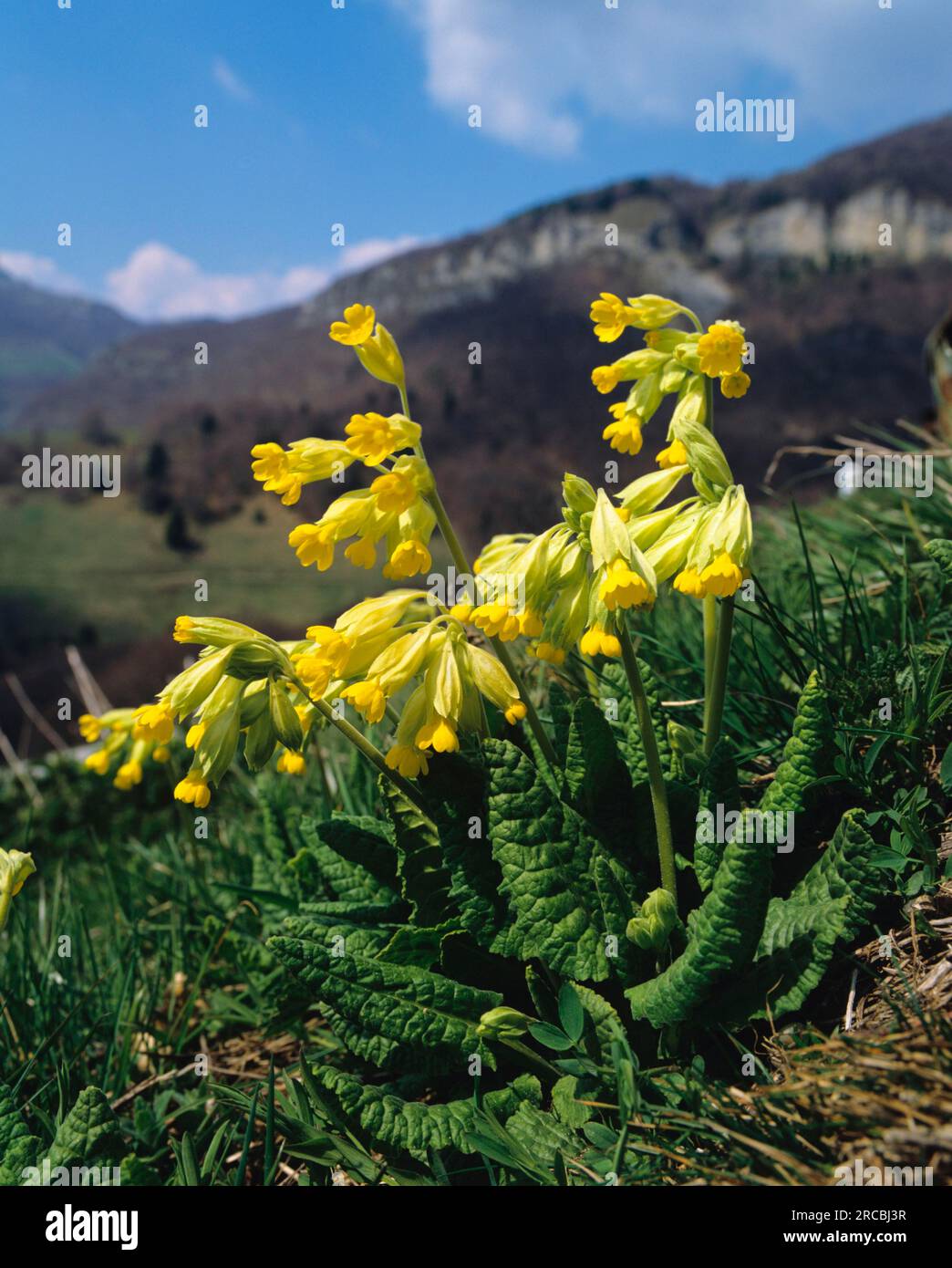 Botany primulaceae primrose hi-res stock photography and images - Alamy