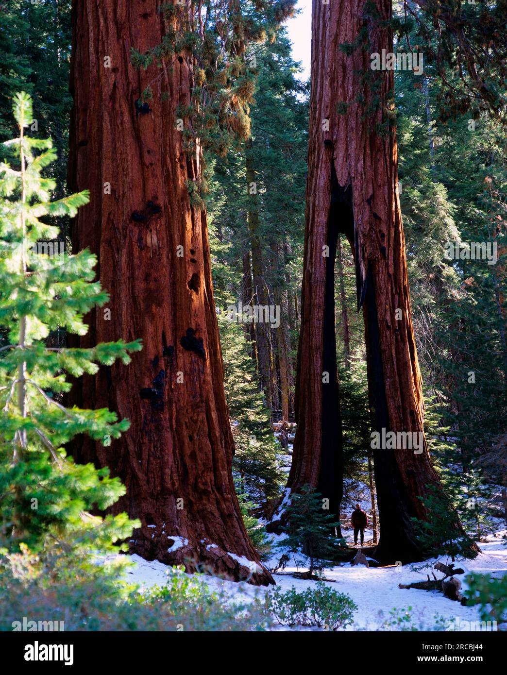 Redwood (Sequoiadendron giganteum), marsh cypresses, Taxodiaceae Stock ...