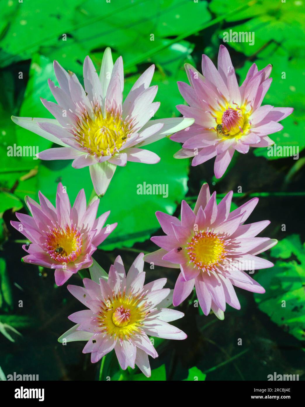 Nymphaea violacea (Nymphaea violacea Stock Photo - Alamy