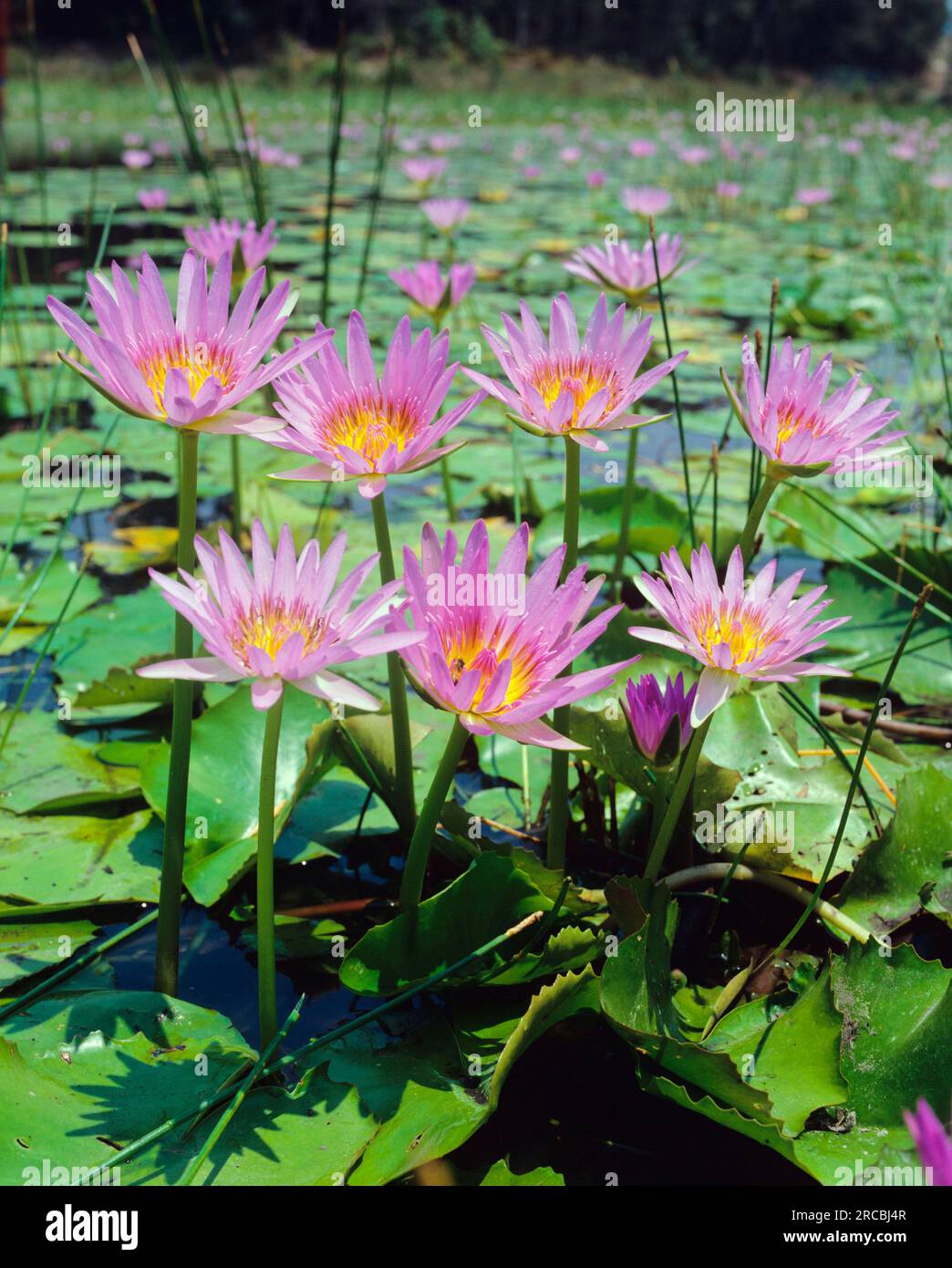 Australia plant nymphaea hi-res stock photography and images - Alamy