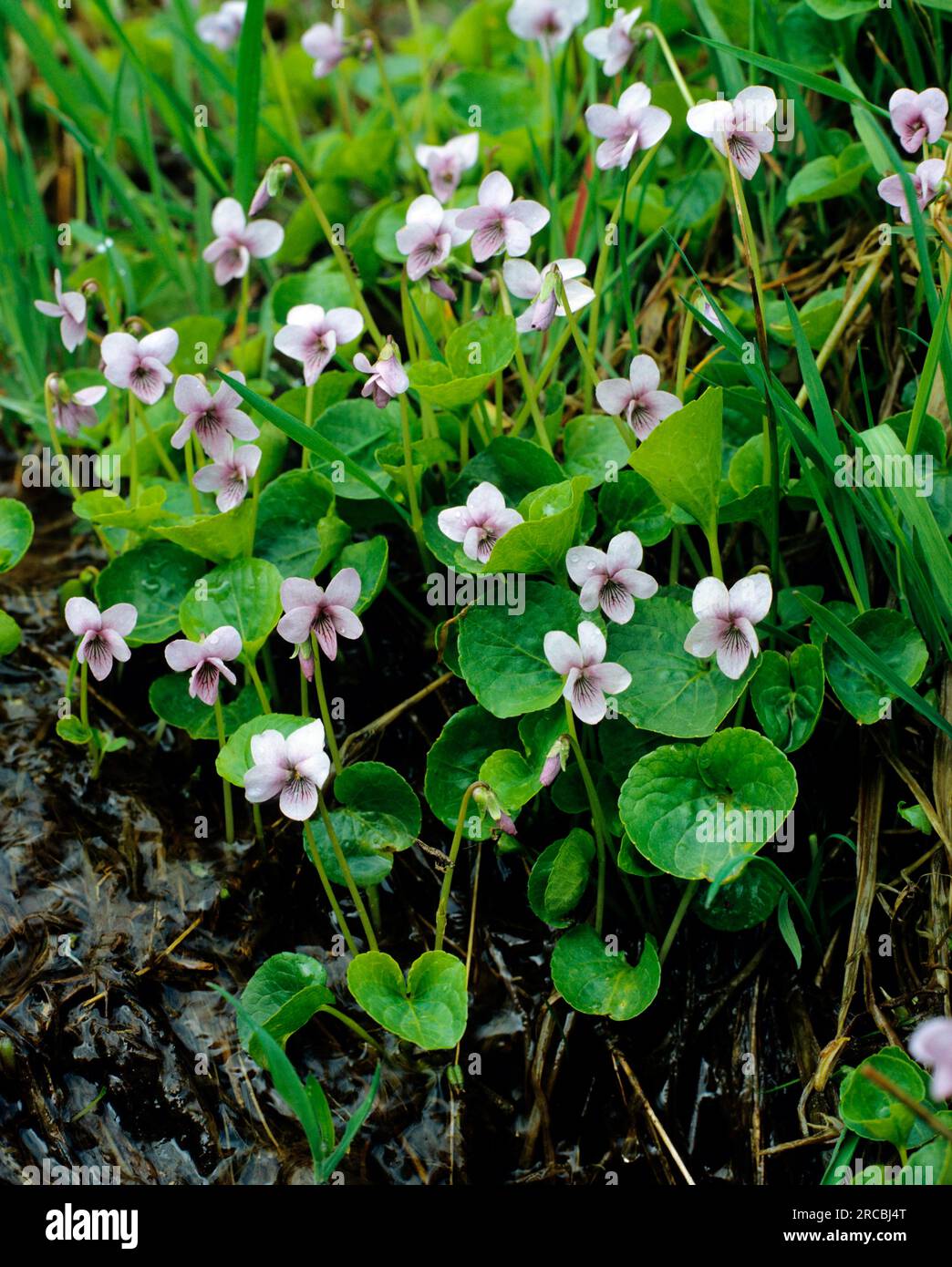 Viola palustris hi-res stock photography and images - Alamy