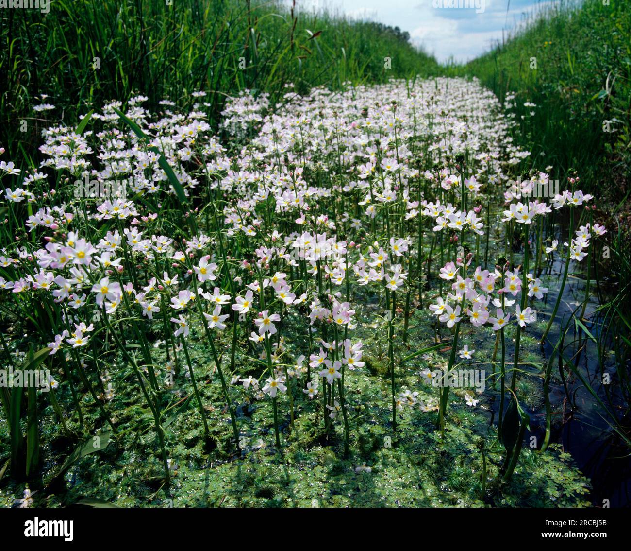 Water violet (Hottonia palustris), marsh water feather Stock Photo - Alamy