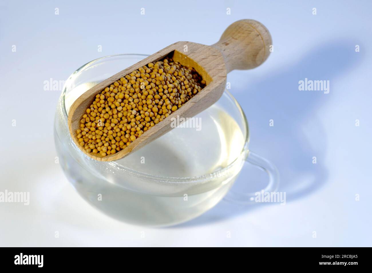 White mustard seed tea (Semen sinapis albae), White (Sinapis alba) mustard tea Stock Photo - Alamy
