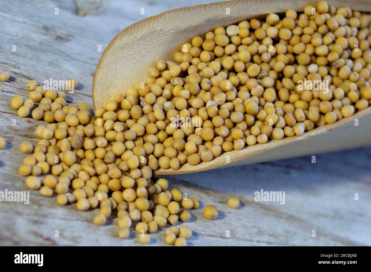 White mustard seeds (seeds sinapis albae Stock Photo - Alamy