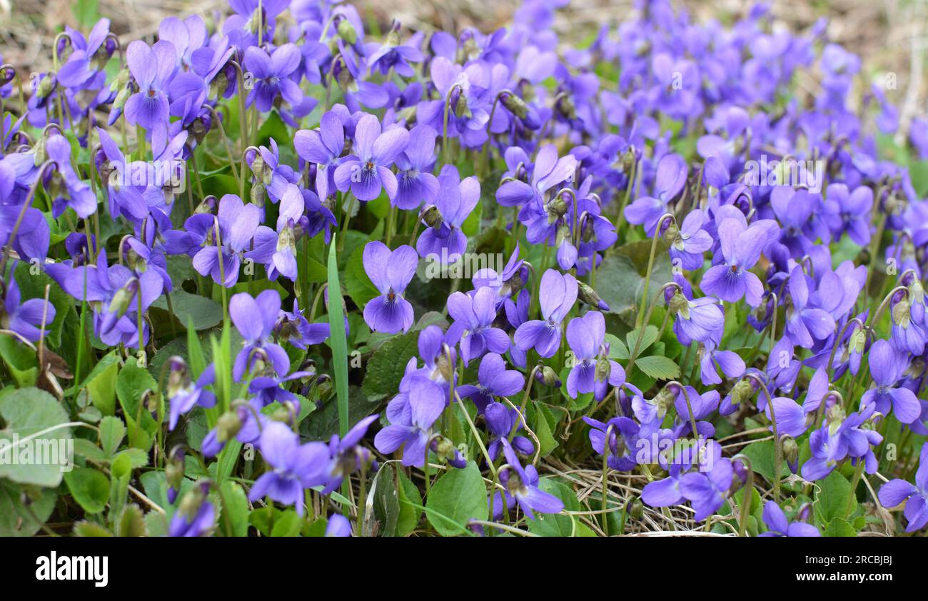 In spring in the wild forest violet (Viola odorata) grows Stock Photo ...