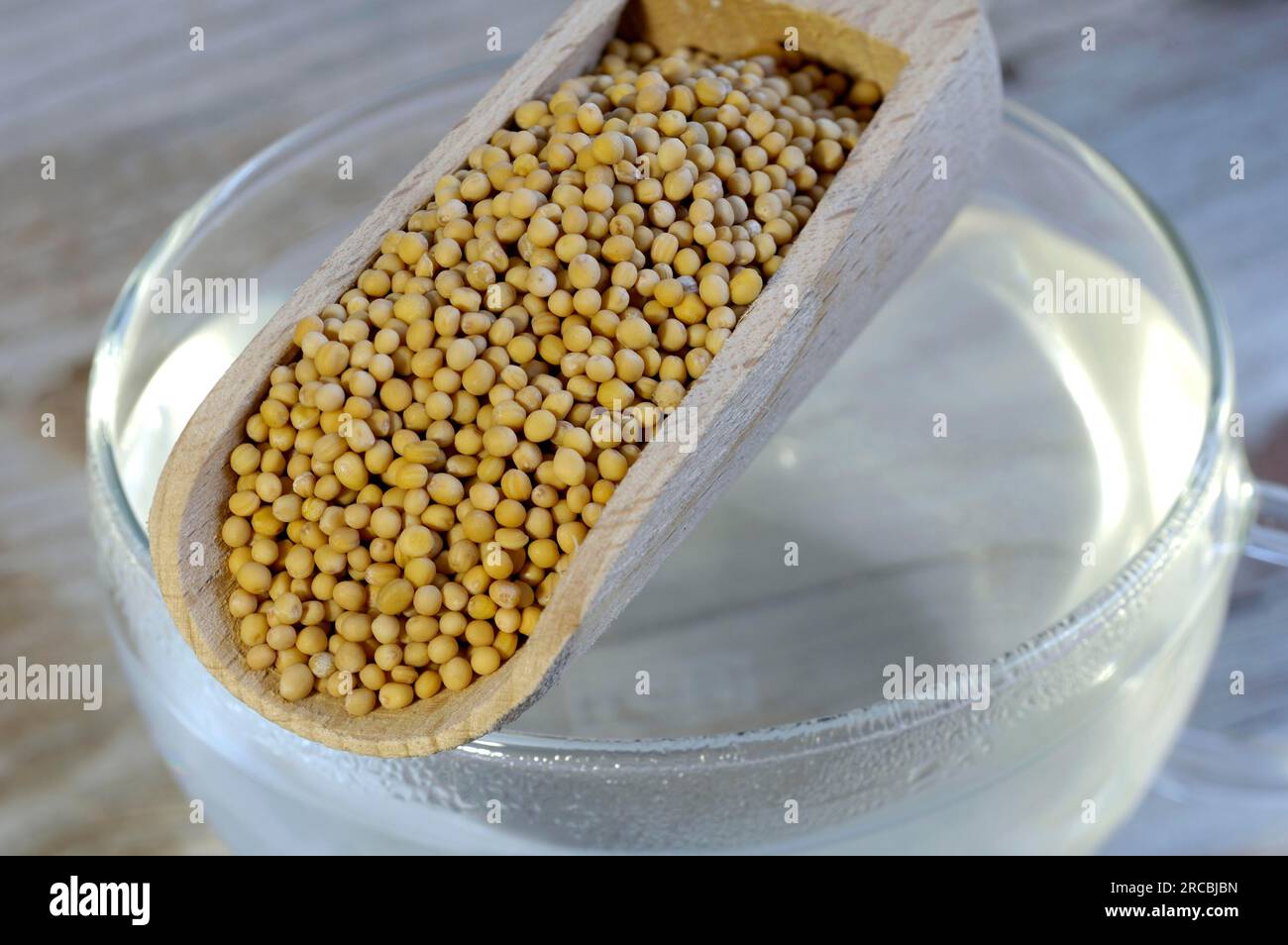 White mustard seed tea (Semen sinapis albae), White (Sinapis alba) mustard tea Stock Photo - Alamy