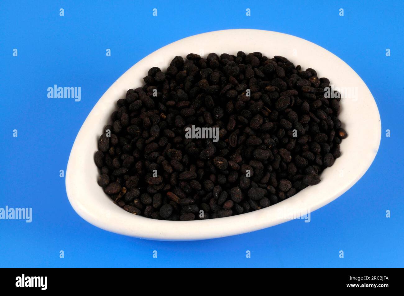 Fruits of the Malay chickpea (Psoraleae fructus Stock Photo - Alamy