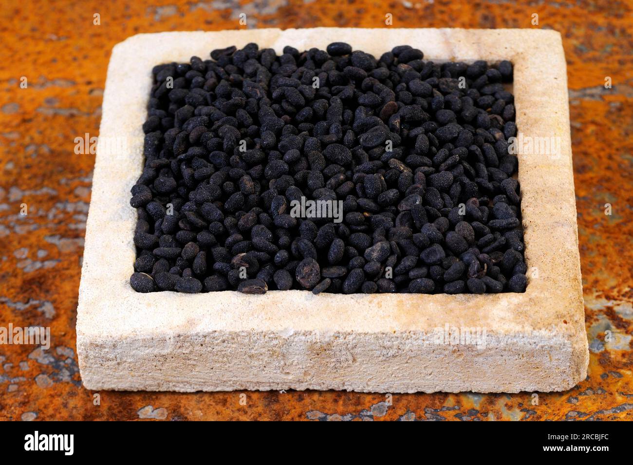 Fruits of the Malay chickpea (Psoraleae fructus Stock Photo - Alamy