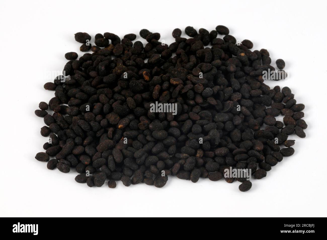 Fruits of the Malay chickpea (Psoraleae fructus Stock Photo - Alamy