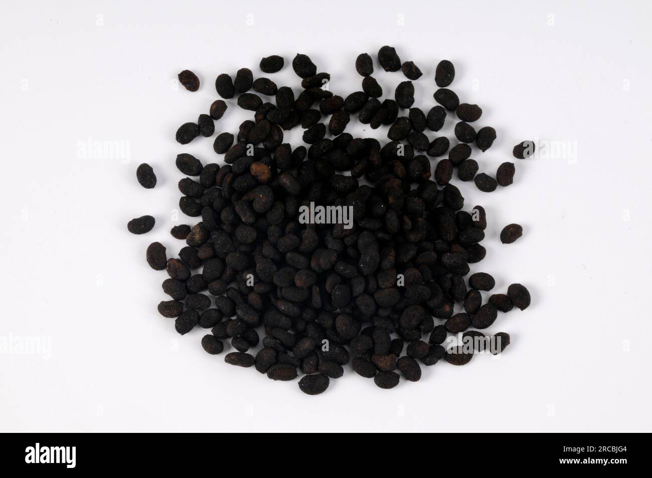 Fruits of the Malay chickpea (Psoraleae fructus Stock Photo - Alamy