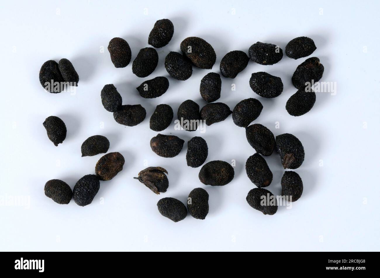 Fruits of the Malay chickpea (Psoraleae fructus Stock Photo - Alamy