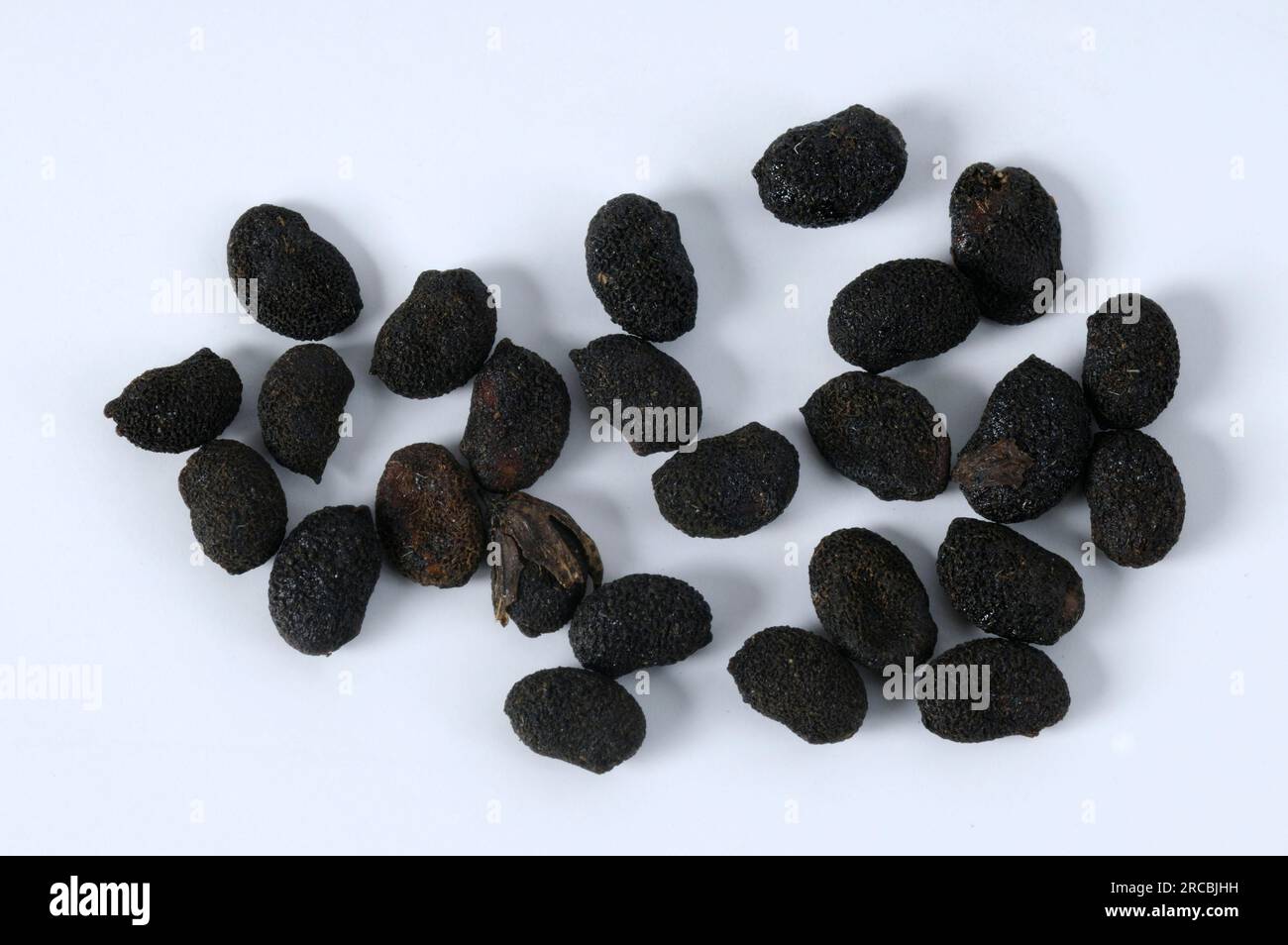 Fruits of the Malay chickpea (Psoraleae fructus Stock Photo - Alamy