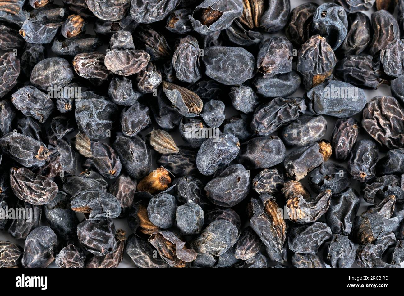 Privet fruits hi-res stock photography and images - Alamy