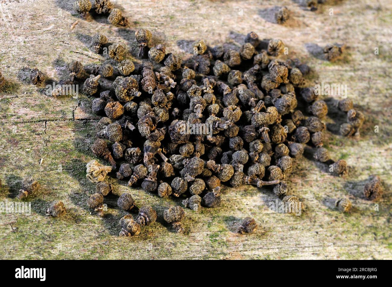 Evodiae fructus hi-res stock photography and images - Alamy