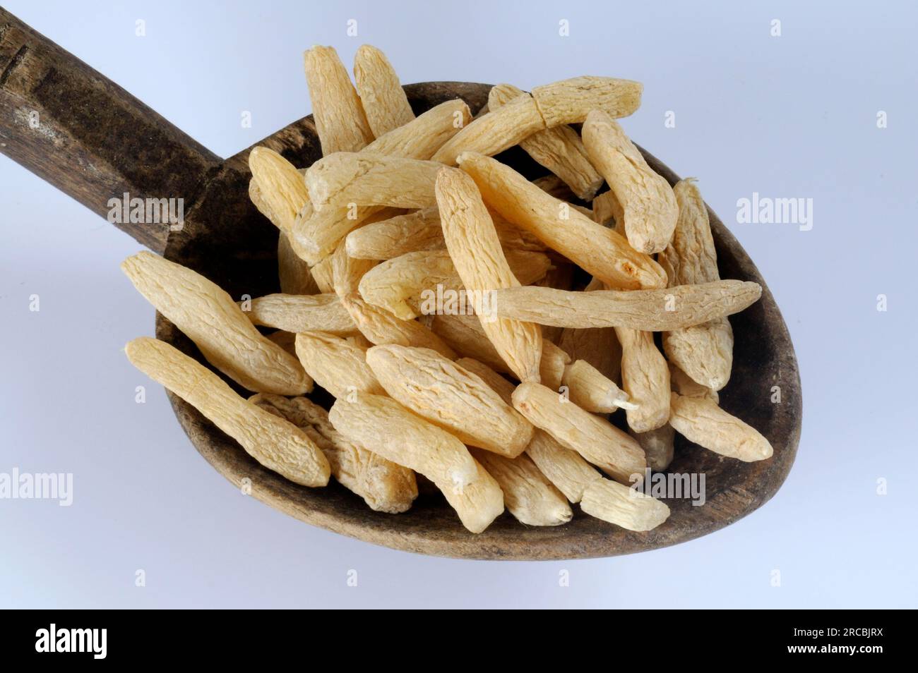 Ophiopogonis hi-res stock photography and images - Alamy