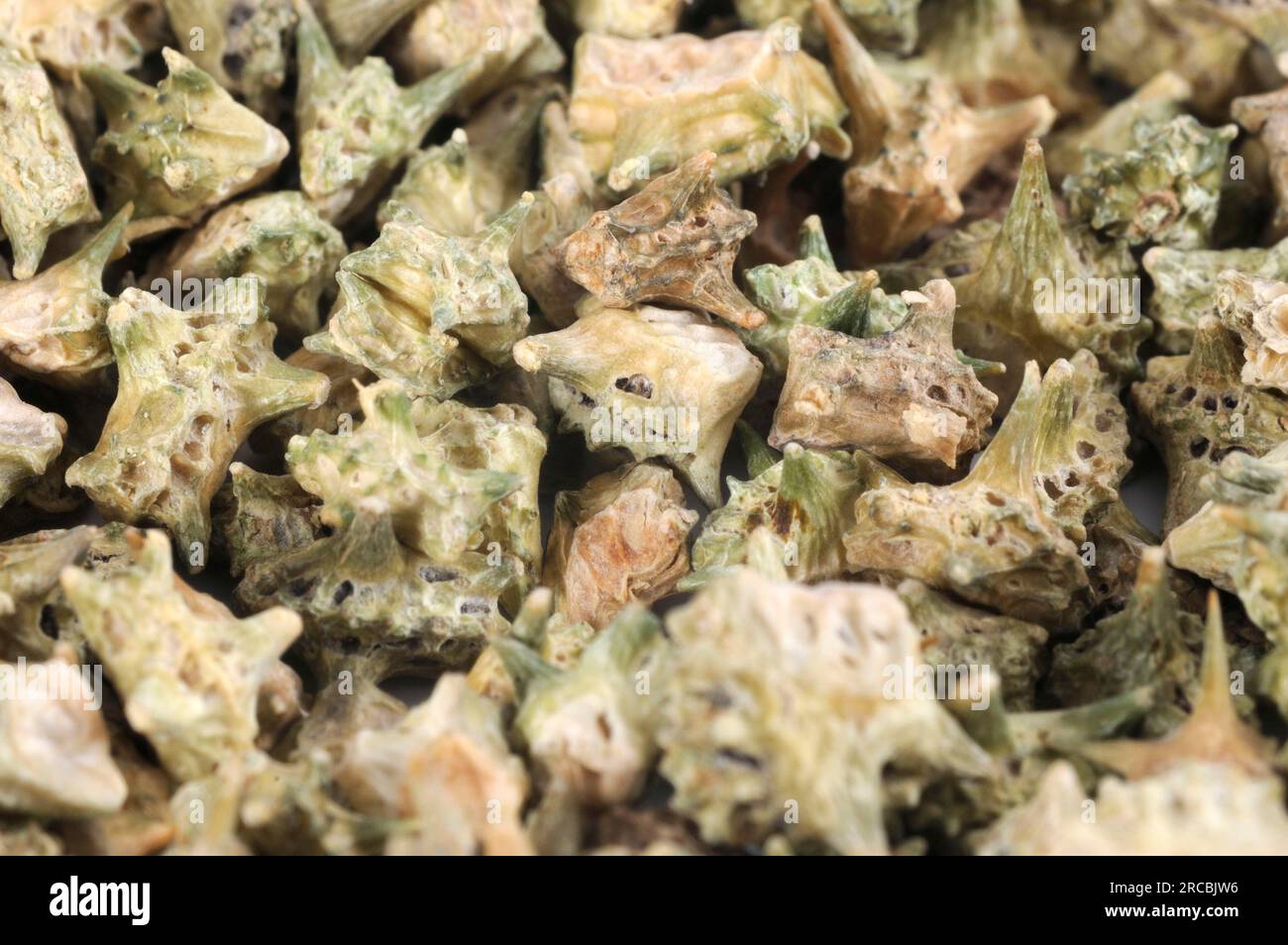 Burzel Thorn Fruit (Tribuli Fructus Stock Photo - Alamy