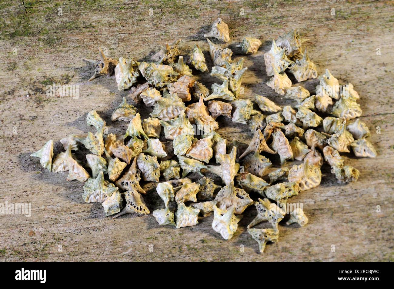 Thorn fruit hi-res stock photography and images - Alamy