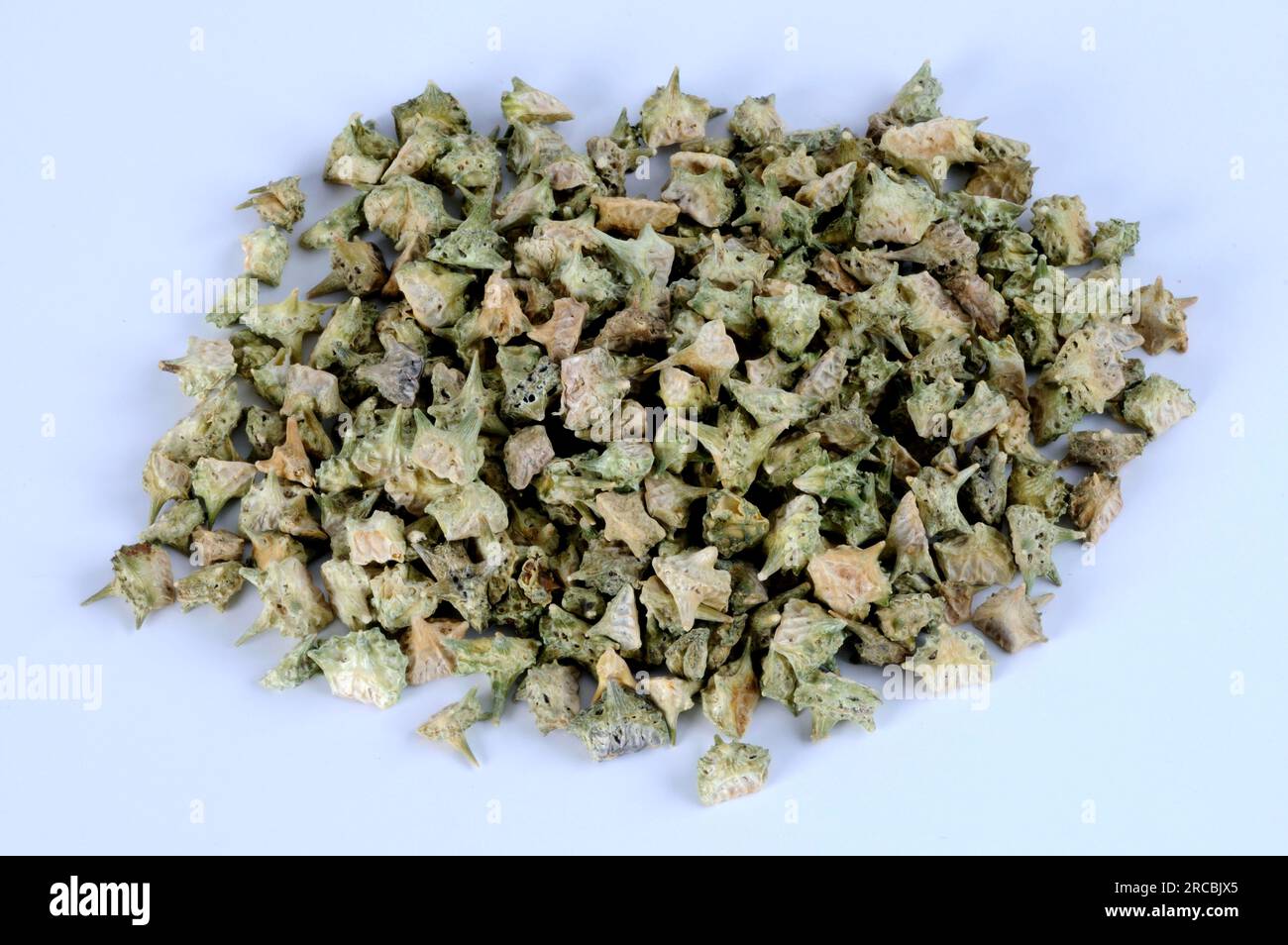 Burzel Thorn Fruit (Tribuli Fructus Stock Photo - Alamy