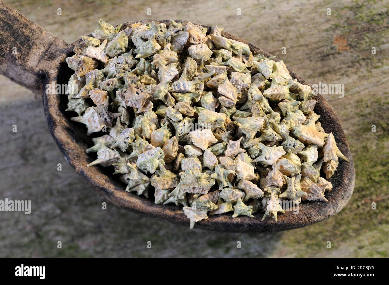 Burzel thorn fruit hi-res stock photography and images - Alamy