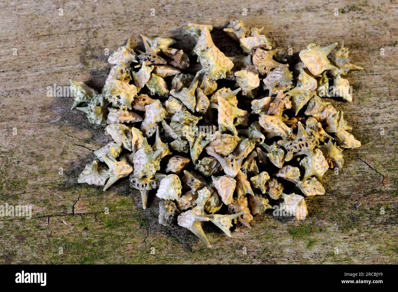 Thorn fruit hi-res stock photography and images - Alamy