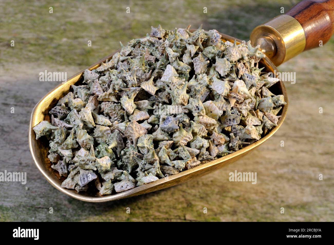 Thorn fruit hi-res stock photography and images - Alamy