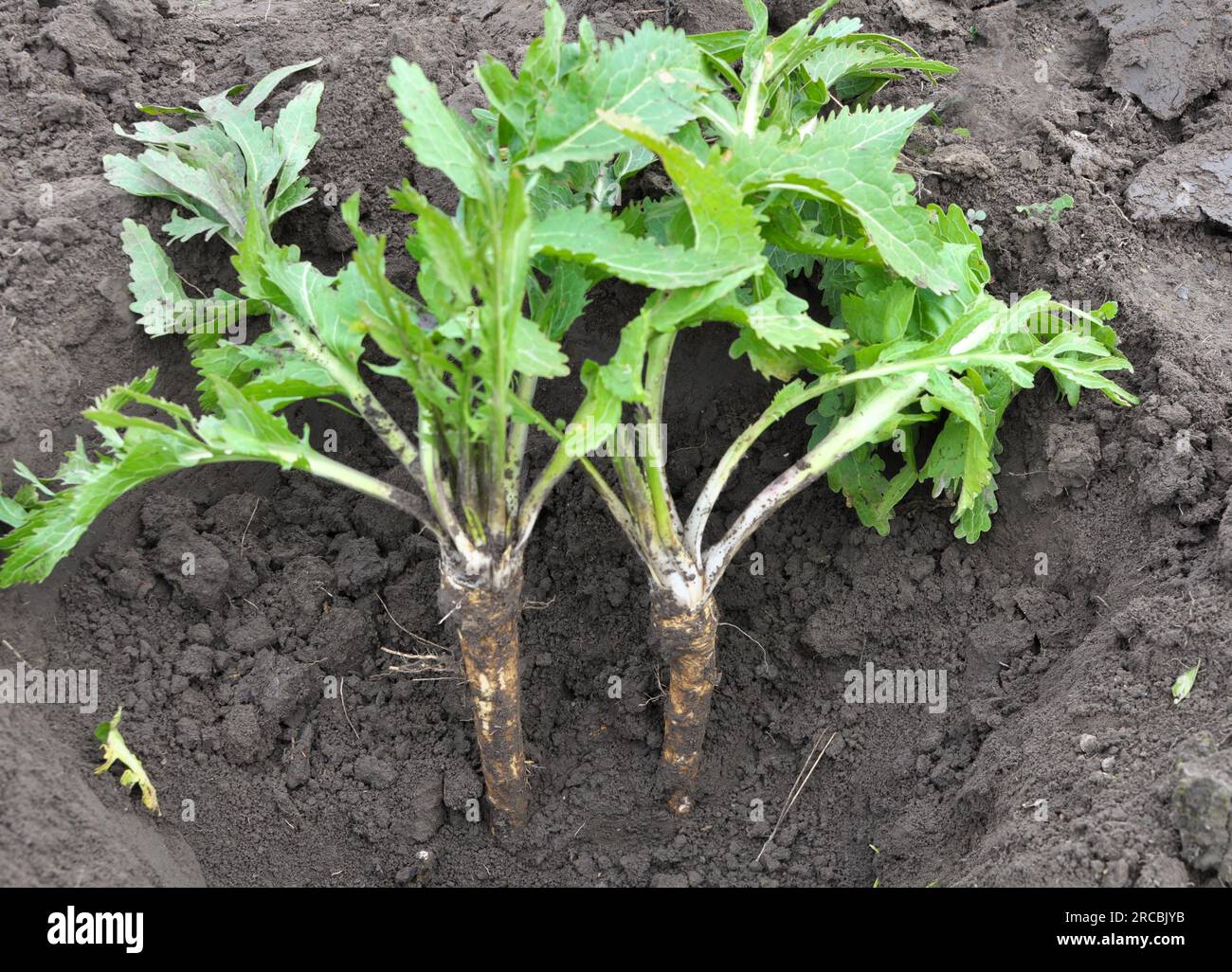 Digging horseradish root growing in open organic soil Stock Photo - Alamy