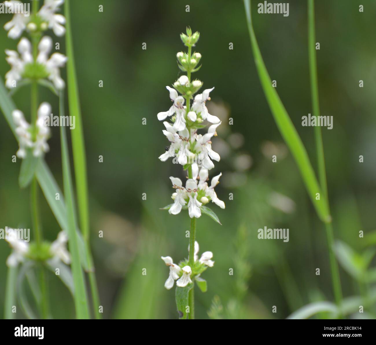 Stachys recta grows in the wild among grasses Stock Photo - Alamy