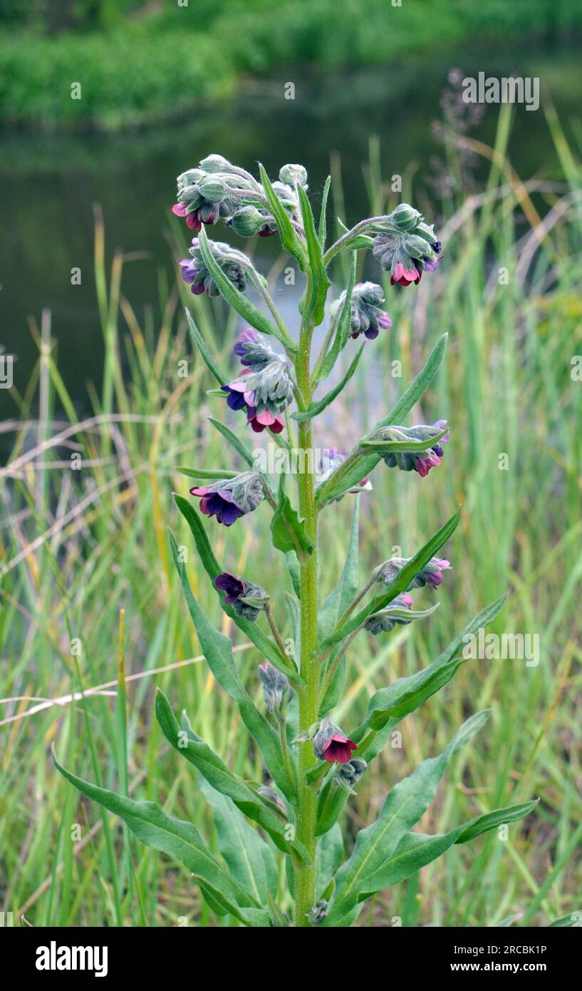 In the wild, Cynoglossum officinale blooms among grasses Stock Photo ...