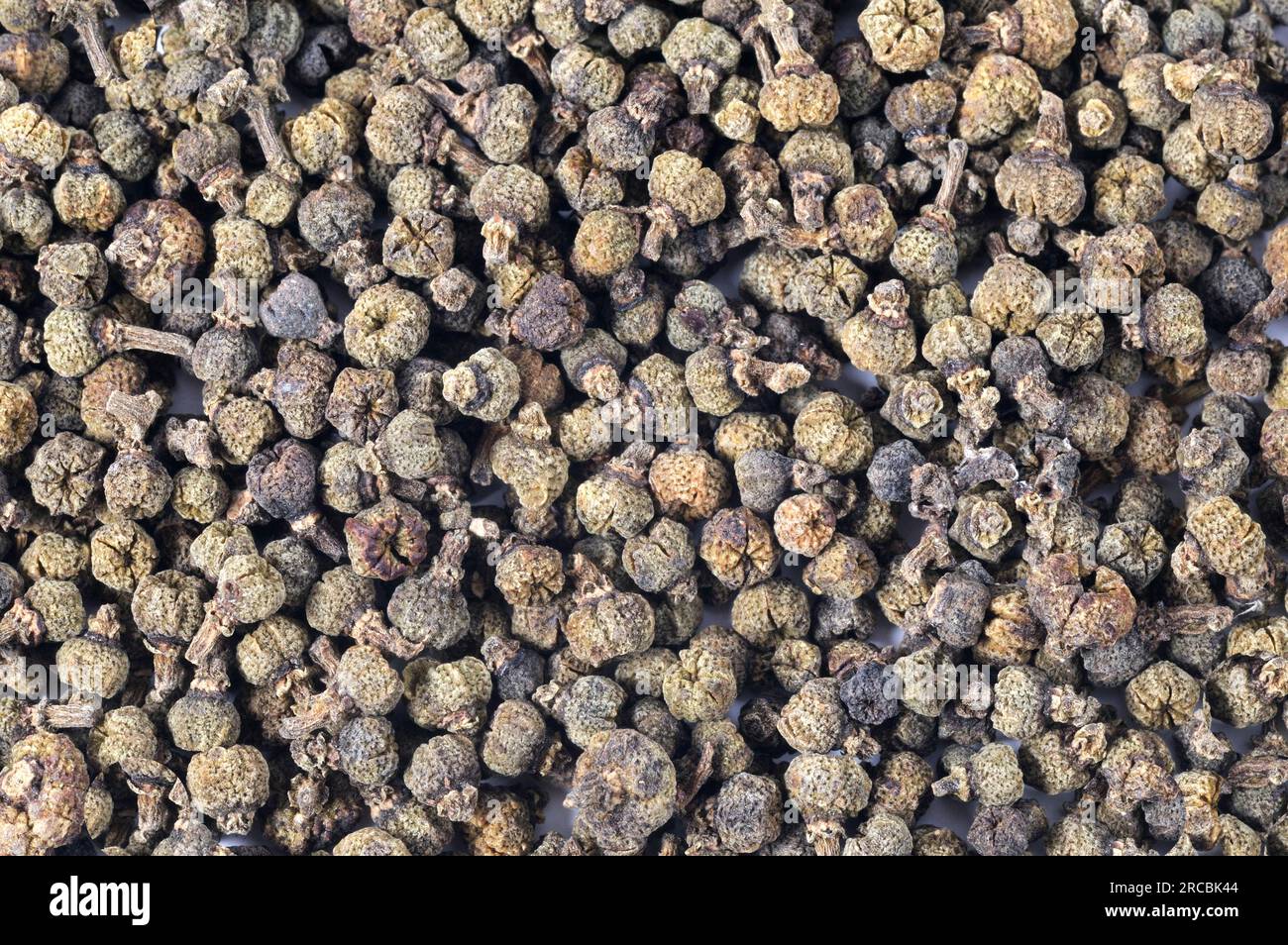 Evodiae fructus hi-res stock photography and images - Alamy