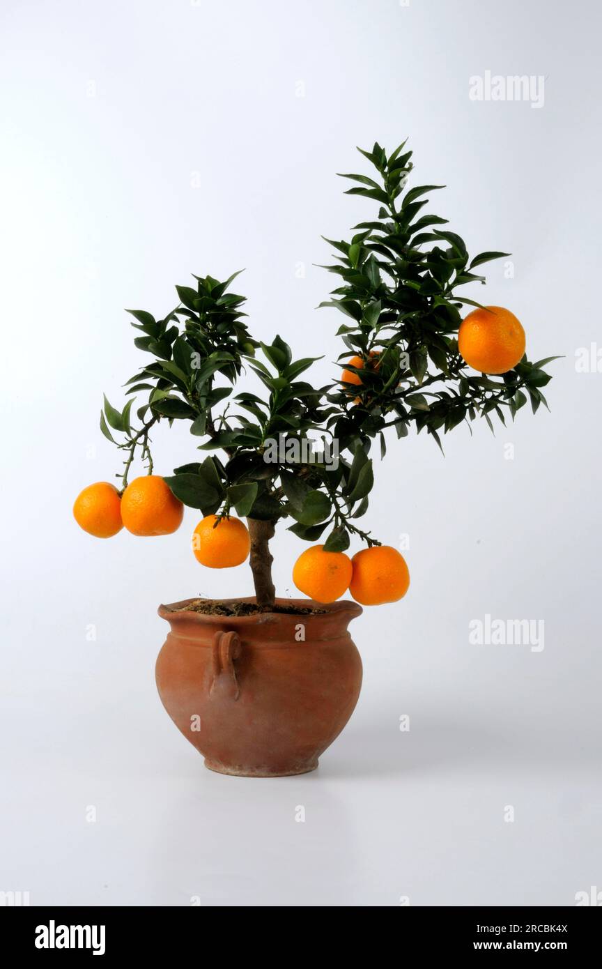 Mandarin oranges (Citrus reticulata) on tree, mandarin tree Stock Photo ...