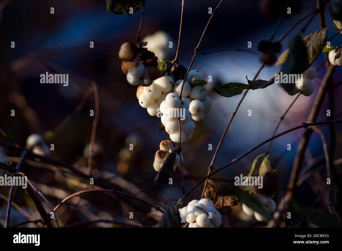 White berries of the Snowberry bush - Common snowberry, Symphoricarpos ...