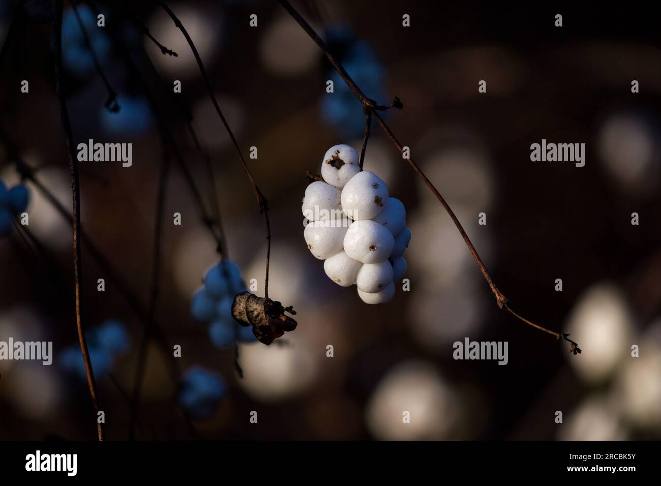 White berries of the Snowberry bush - Common snowberry, Symphoricarpos ...