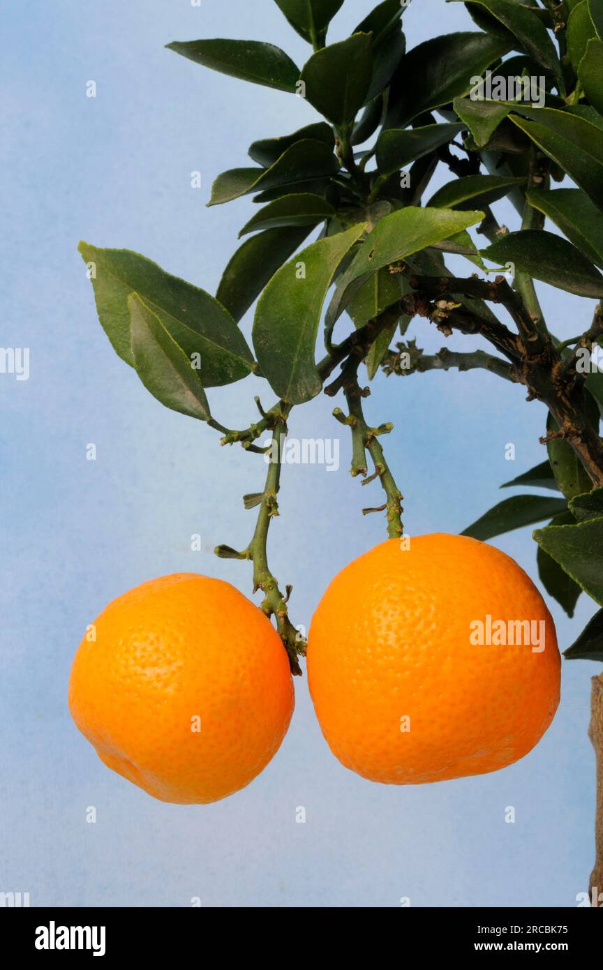 Mandarin orange tree hi-res stock photography and images - Alamy