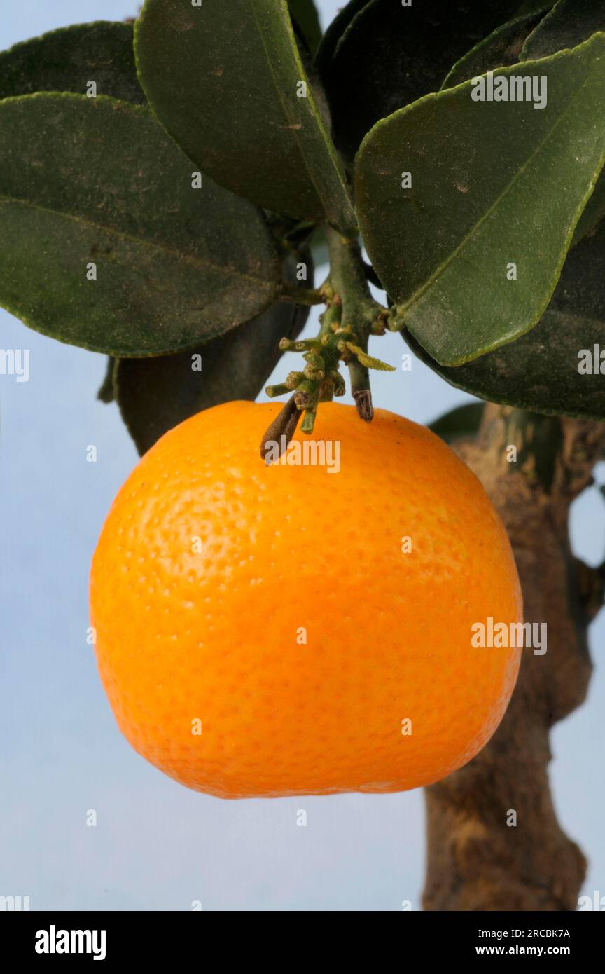 Mandarin orange (Citrus reticulata) on tree Stock Photo - Alamy