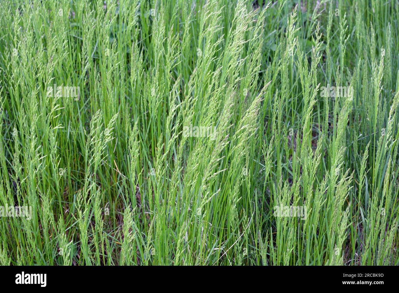 In the meadow among wild grasses grows ryegrass (Arrhenatherum elatius ...