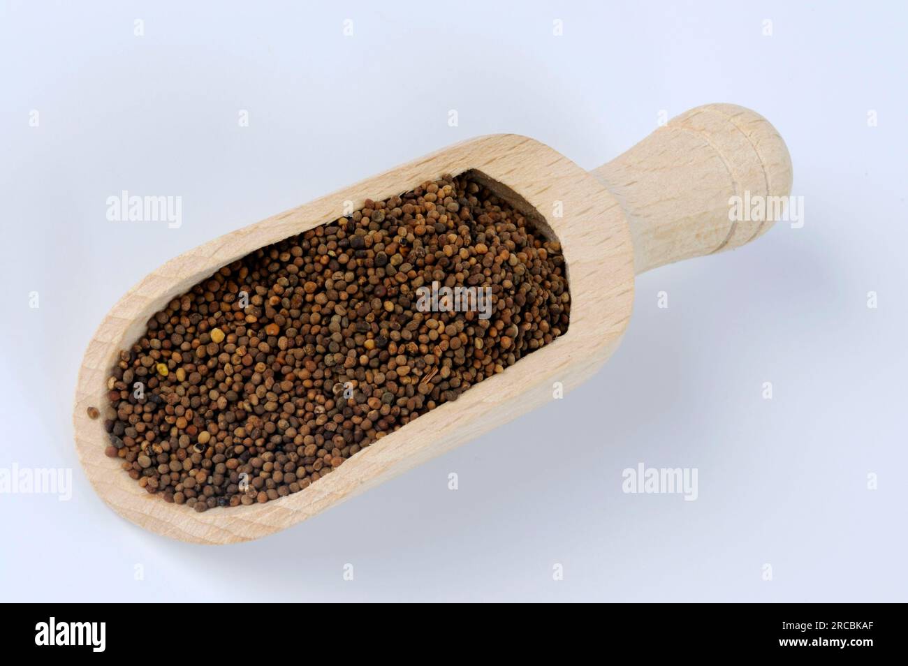 Chinese devil's twine seeds (Cuscutae Semen), cut-out, object Stock ...