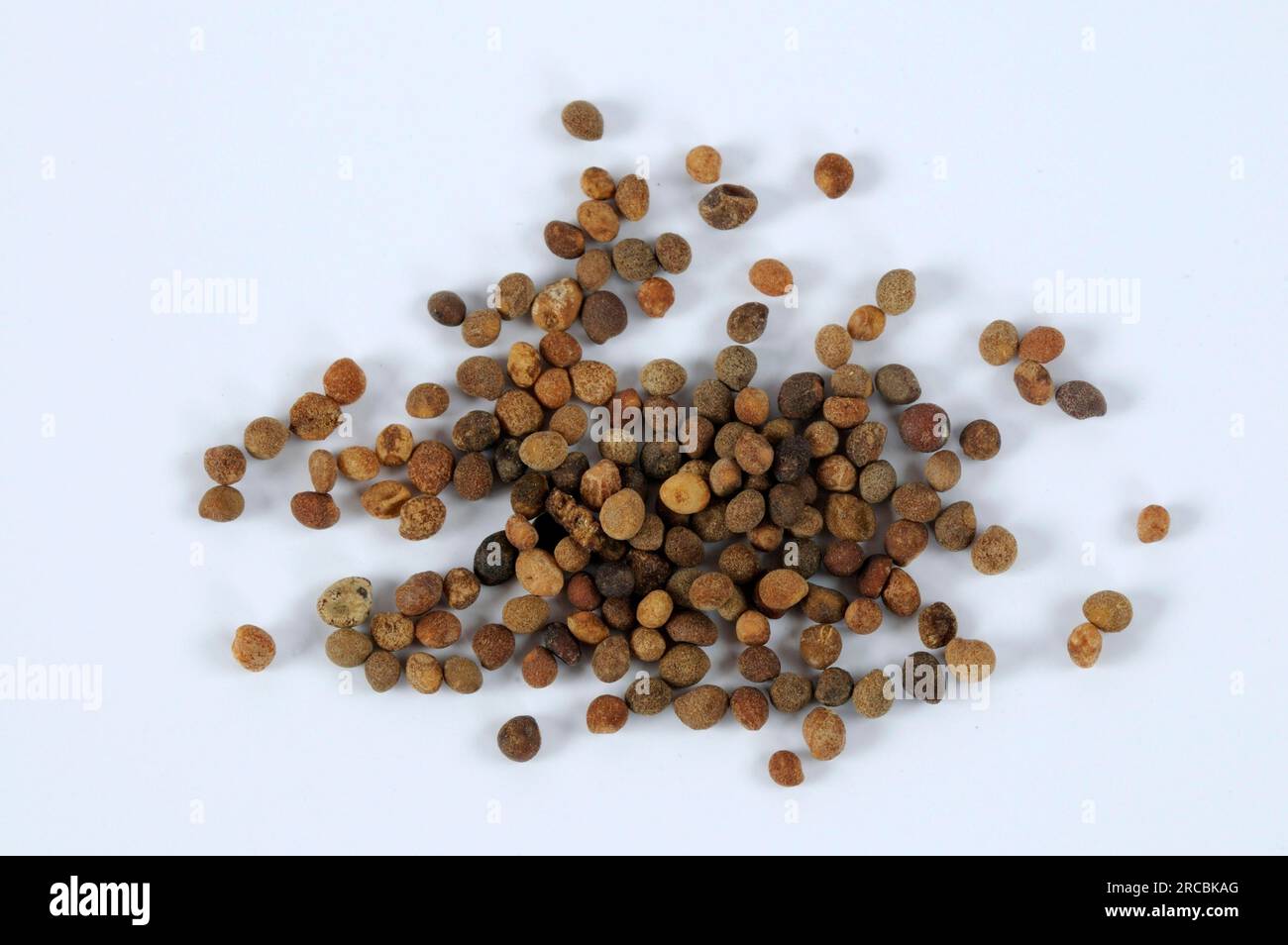 Chinese devil's twine seeds (Cuscutae Semen), cut-out, object Stock ...