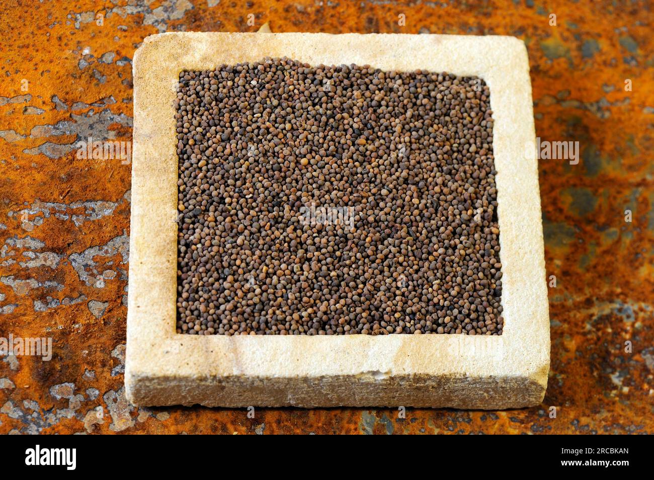 Chinese devil's twine seeds (Cuscutae semen Stock Photo - Alamy