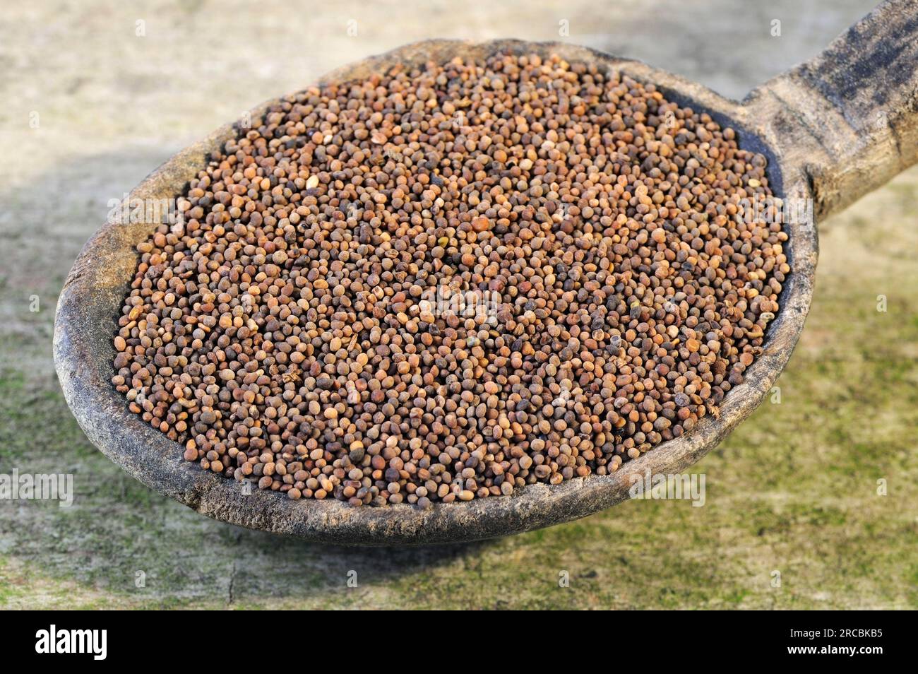 Chinese devil's twine seeds (Cuscutae semen Stock Photo - Alamy