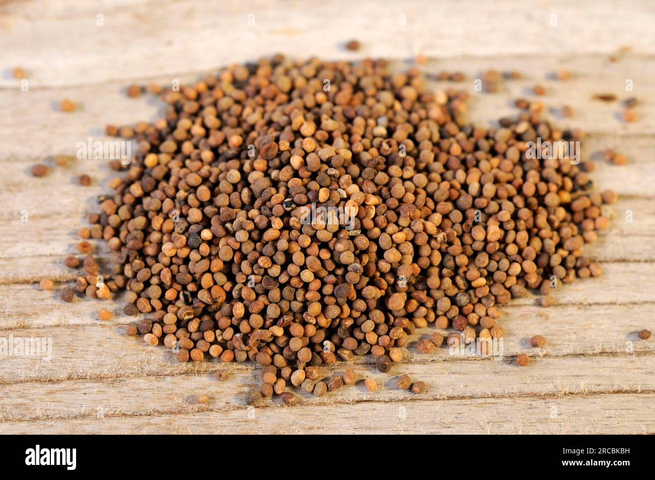 Chinese devil's twine seeds (Cuscutae semen Stock Photo - Alamy