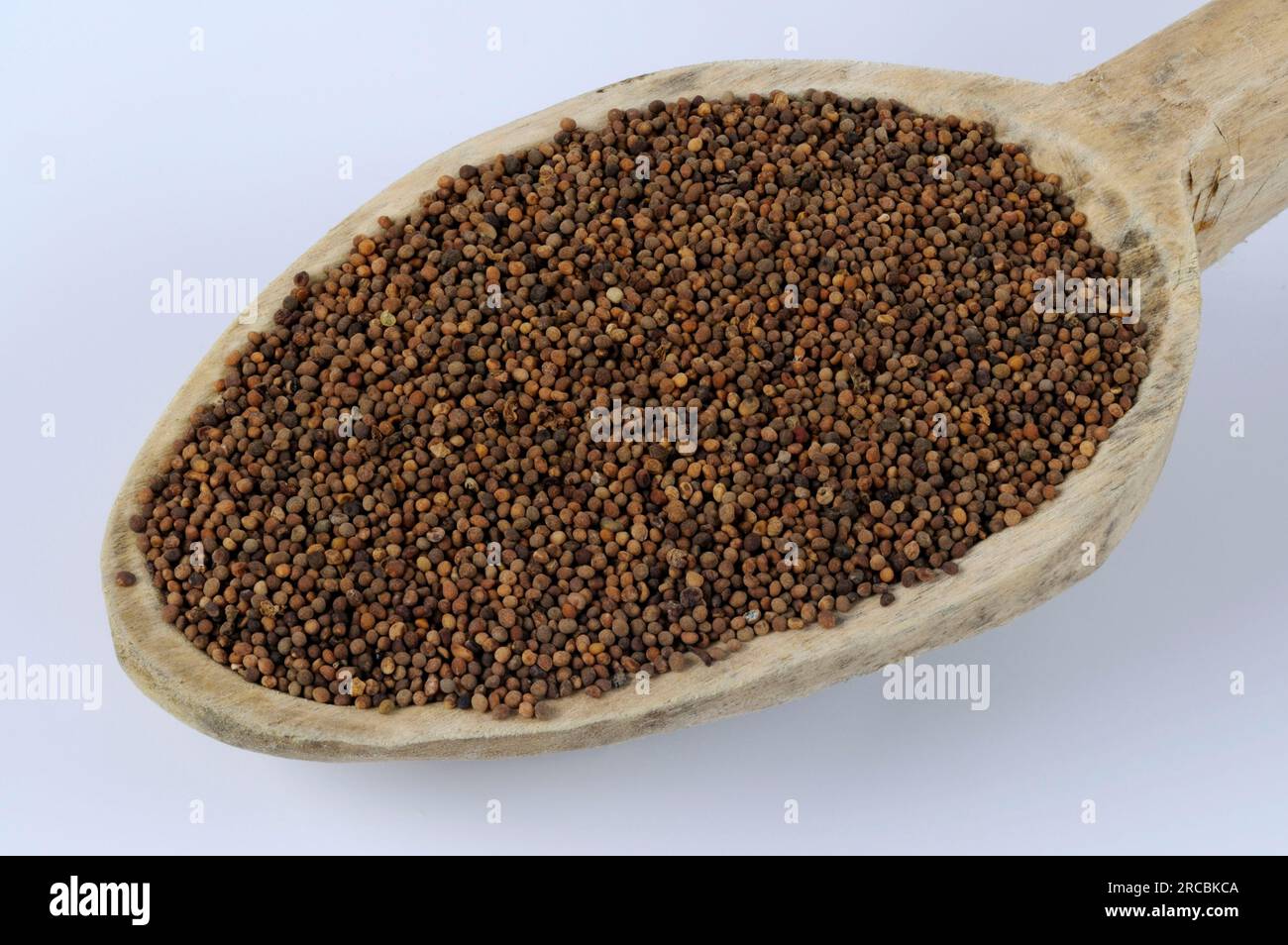 Chinese devil's twine seeds (Cuscutae semen Stock Photo - Alamy